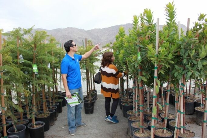 IID’s Popular Tree for All Program Returns This Fall | Imperial Valley ...